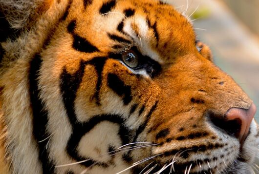 Život bengalskog tigra - Kazaljka